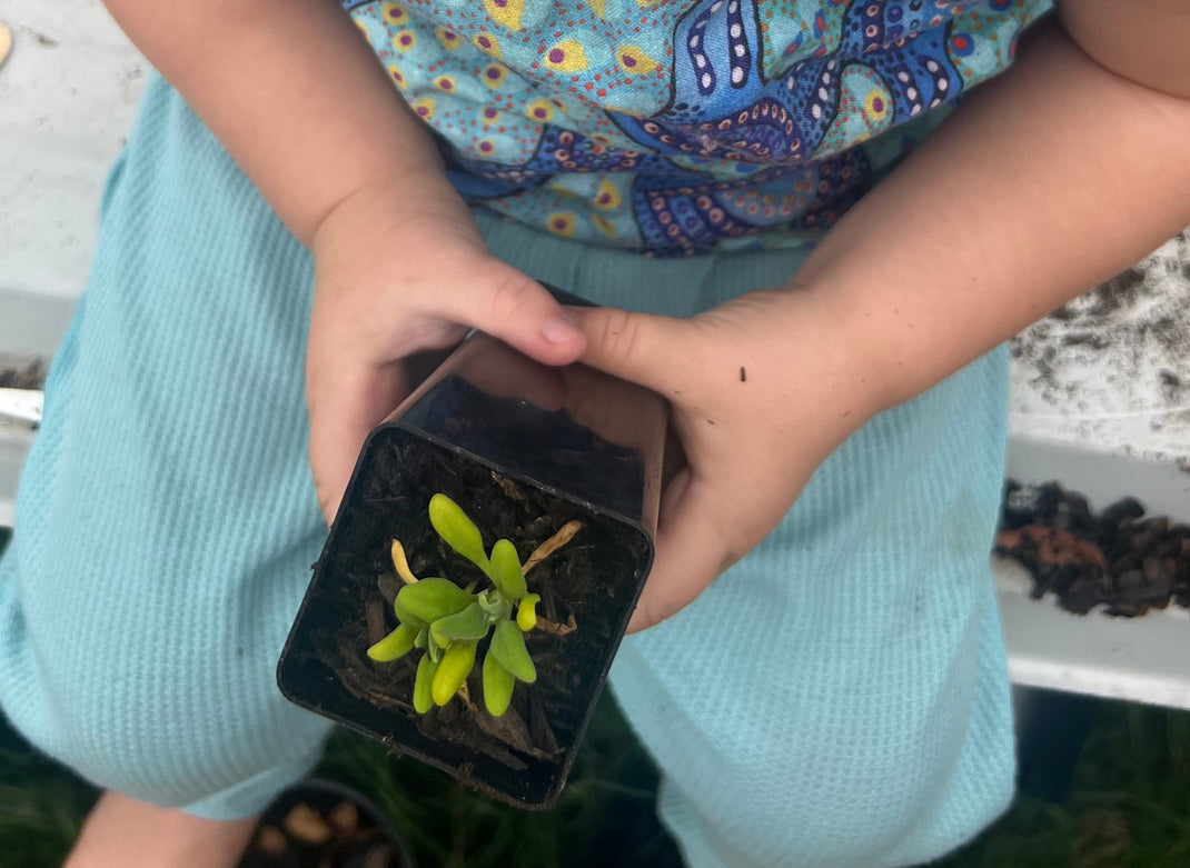 Our Services - Native Bushfood Plants & Starter Kits – The Bush Nursery ...